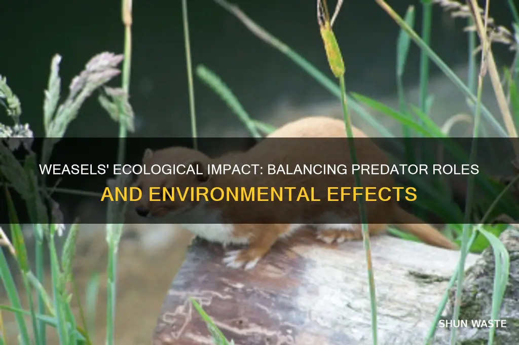 Weasels' Ecological Impact: Balancing Predator Roles And Environmental ...