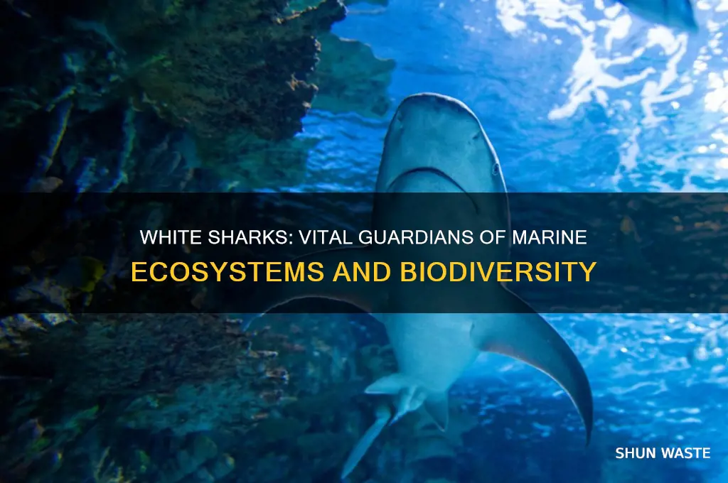 White Sharks: Vital Guardians Of Marine Ecosystems And Biodiversity ...