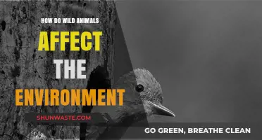 Zebra Mussels: Environmental Impact And Ecosystem Disruption Explained ...