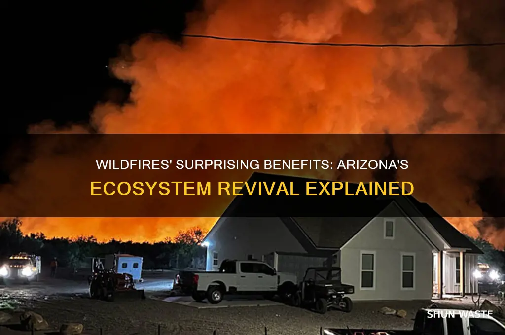 Wildfires' Surprising Benefits: Arizona's Ecosystem Revival Explained ...