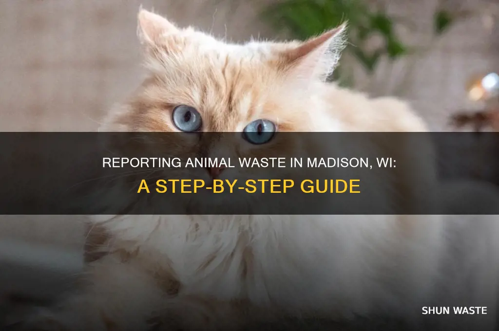 Reporting Animal Waste In Madison, Wi: A Step-By-Step Guide | ShunWaste