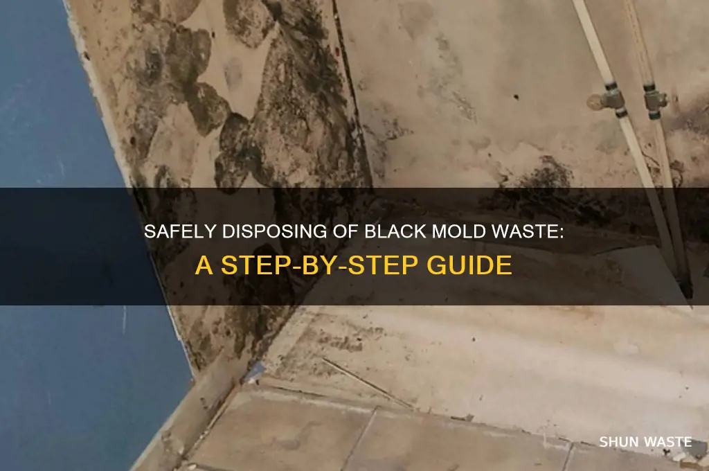 Safely Disposing Of Black Mold Waste: A Step-By-Step Guide | ShunWaste