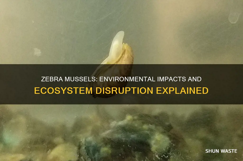 Zebra Mussels: Environmental Impacts And Ecosystem Disruption Explained ...