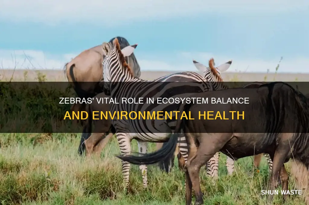 Zebras' Vital Role In Ecosystem Balance And Environmental Health ...
