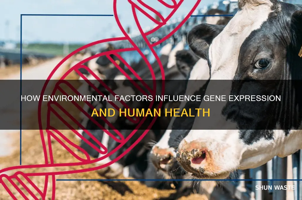 How Environmental Factors Influence Gene Expression And Human Health ...