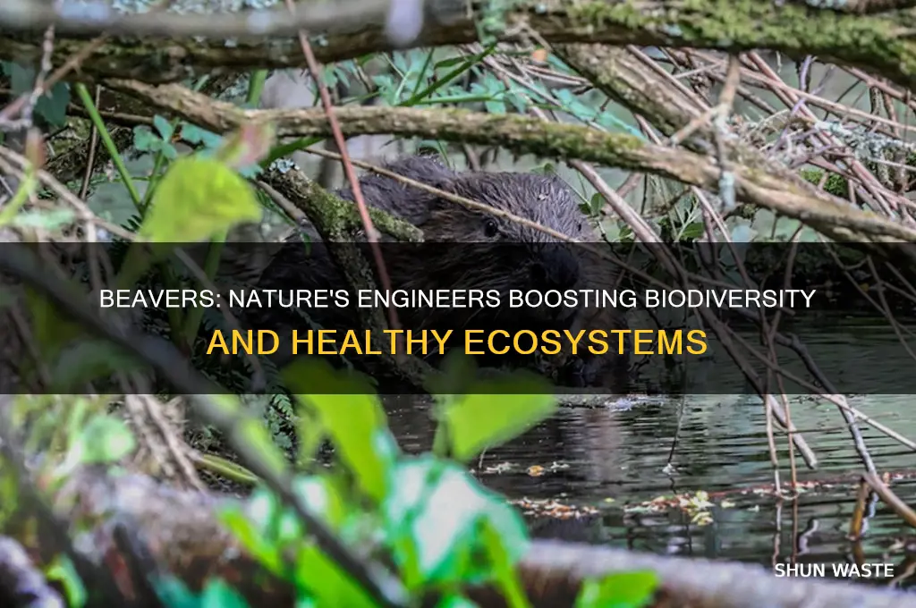 Beavers: Nature's Engineers Boosting Biodiversity And Healthy ...