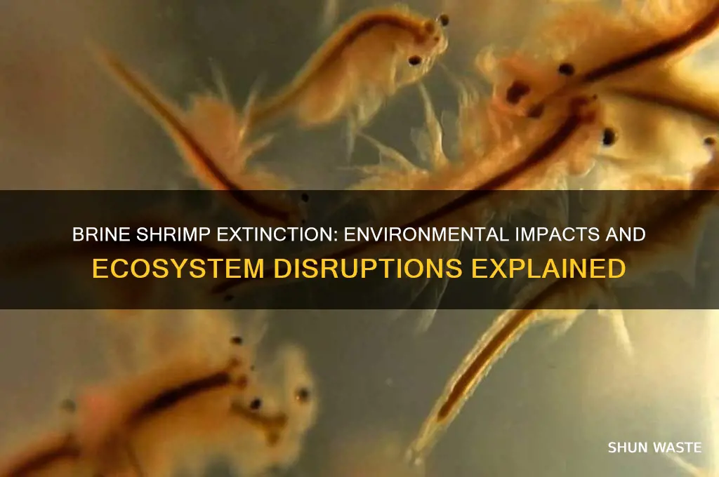 Brine Shrimp Extinction: Environmental Impacts And Ecosystem ...