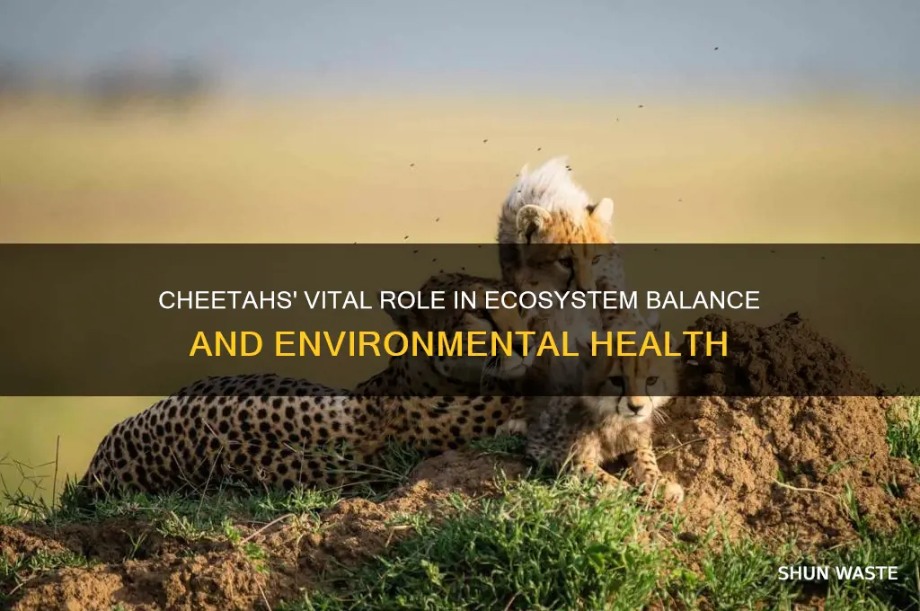 Cheetahs' Vital Role In Ecosystem Balance And Environmental Health ...