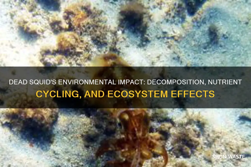 Dead Squid's Environmental Impact: Decomposition, Nutrient Cycling, And ...