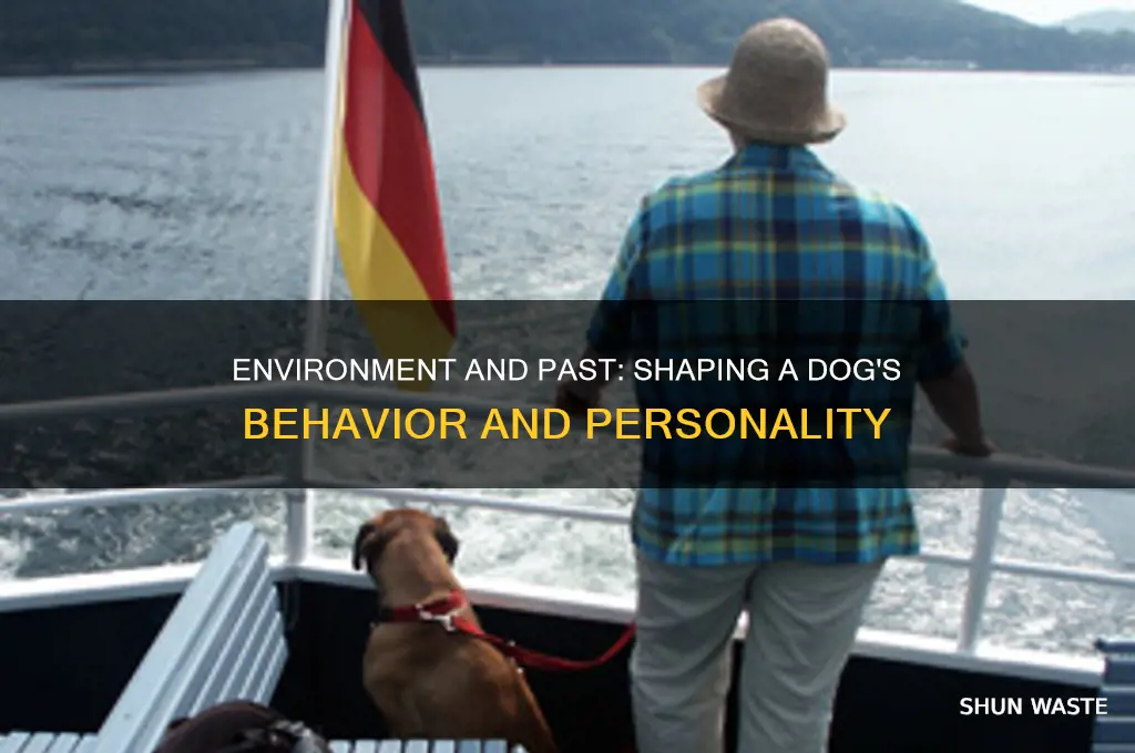 Environment And Past: Shaping A Dog's Behavior And Personality | ShunWaste