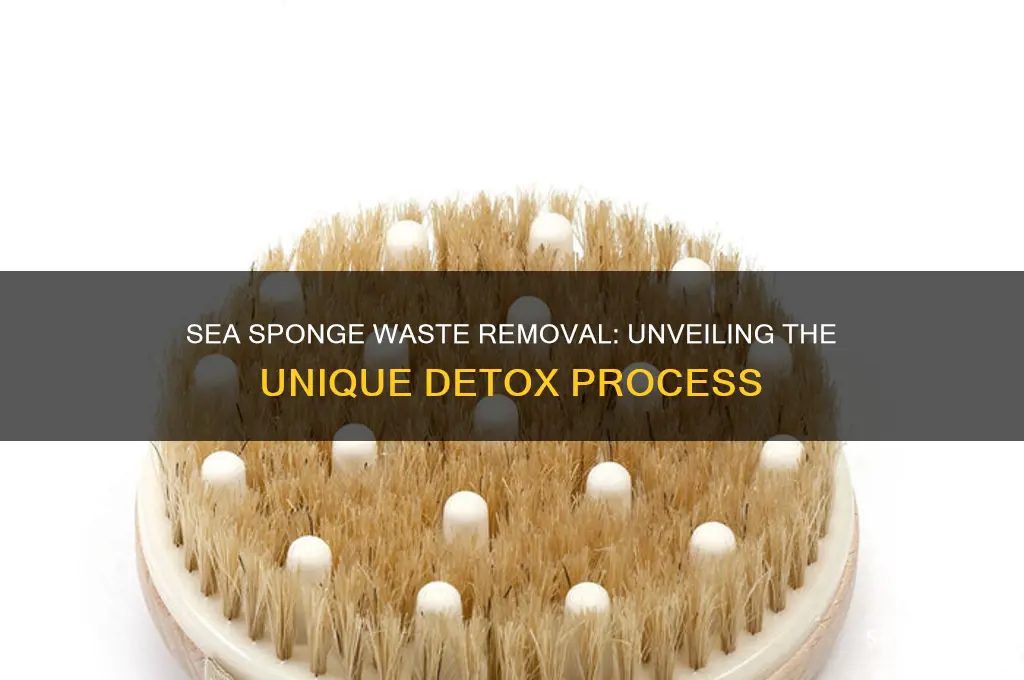 Sea Sponge Waste Removal: Unveiling The Unique Detox Process | ShunWaste