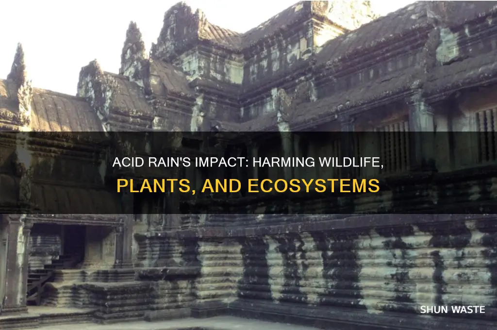 Acid Rain's Impact: Harming Wildlife, Plants, And Ecosystems | ShunWaste