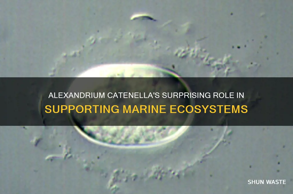 Alexandrium Catenella's Surprising Role In Supporting Marine Ecosystems ...