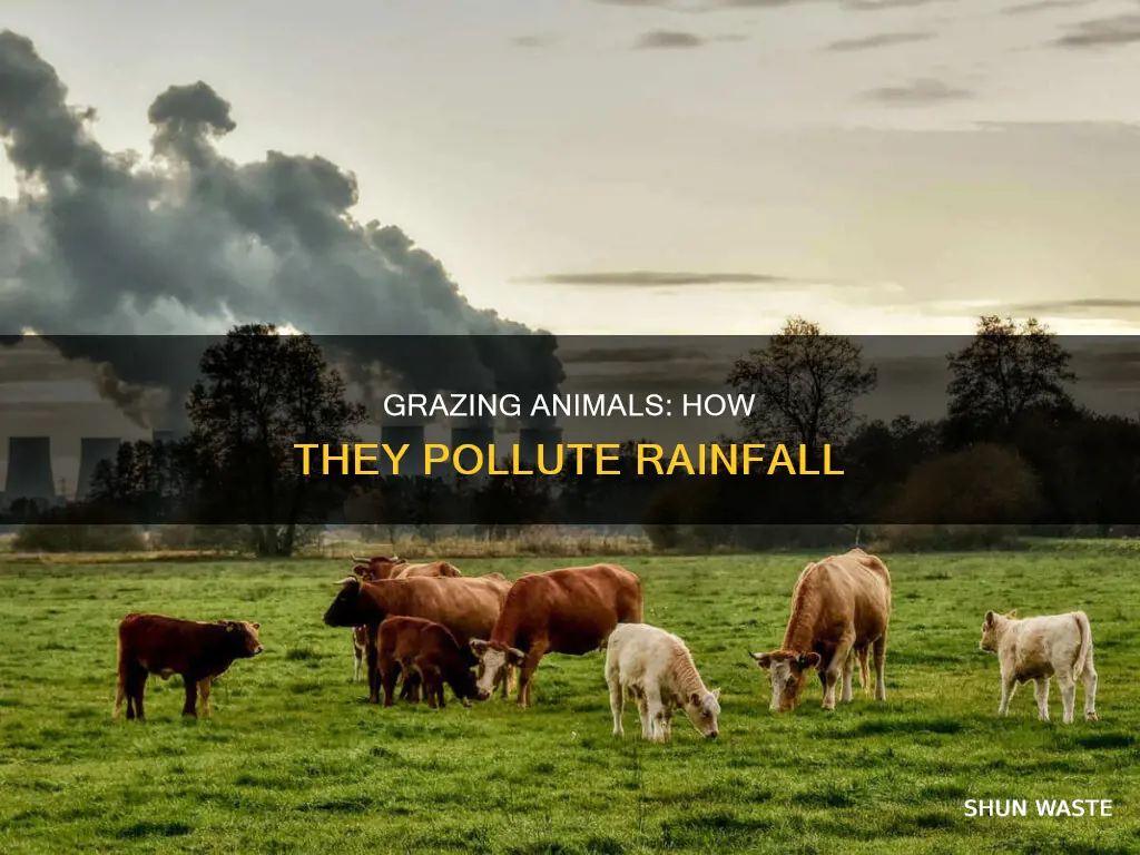 Grazing Animals: How They Pollute Rainfall | ShunWaste
