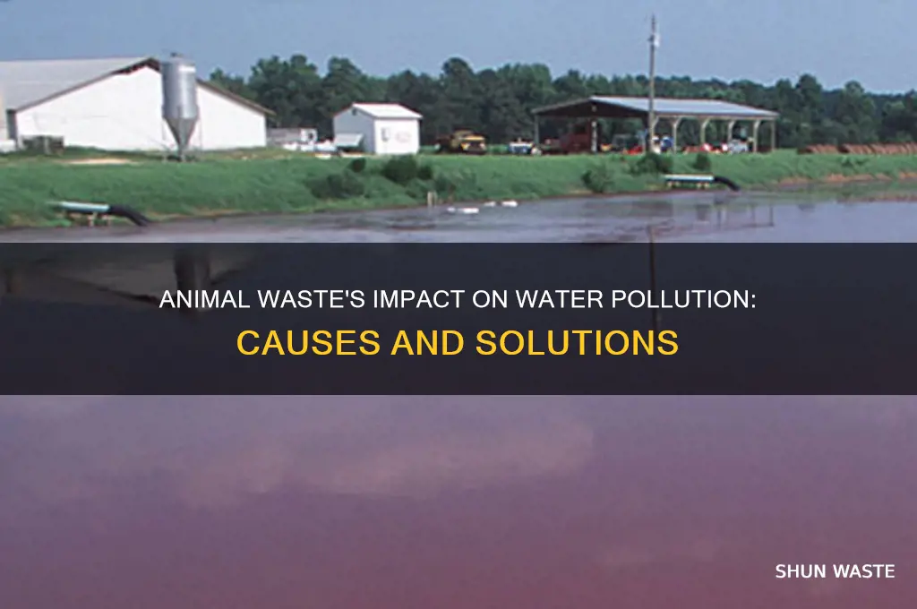Animal Waste's Impact On Water Pollution: Causes And Solutions | ShunWaste