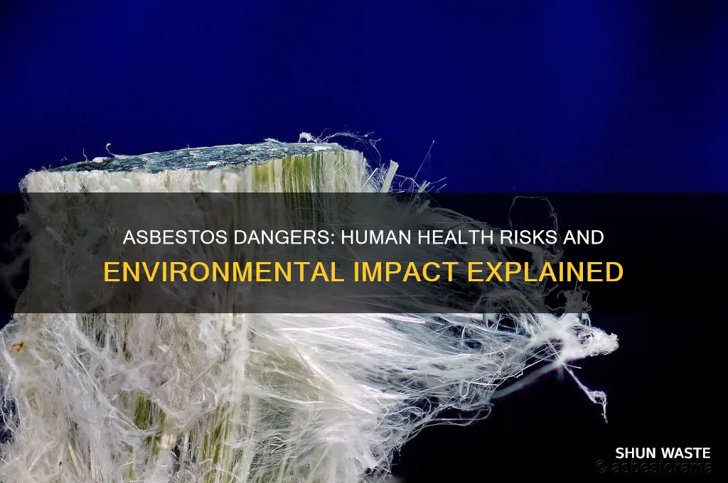 Asbestos Dangers: Human Health Risks And Environmental Impact Explained ...