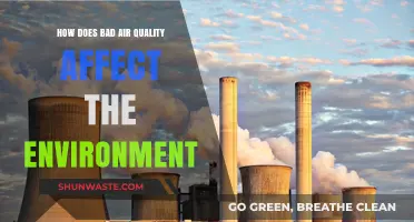 Bamboo's Environmental Impact: Sustainable Benefits And Ecological ...