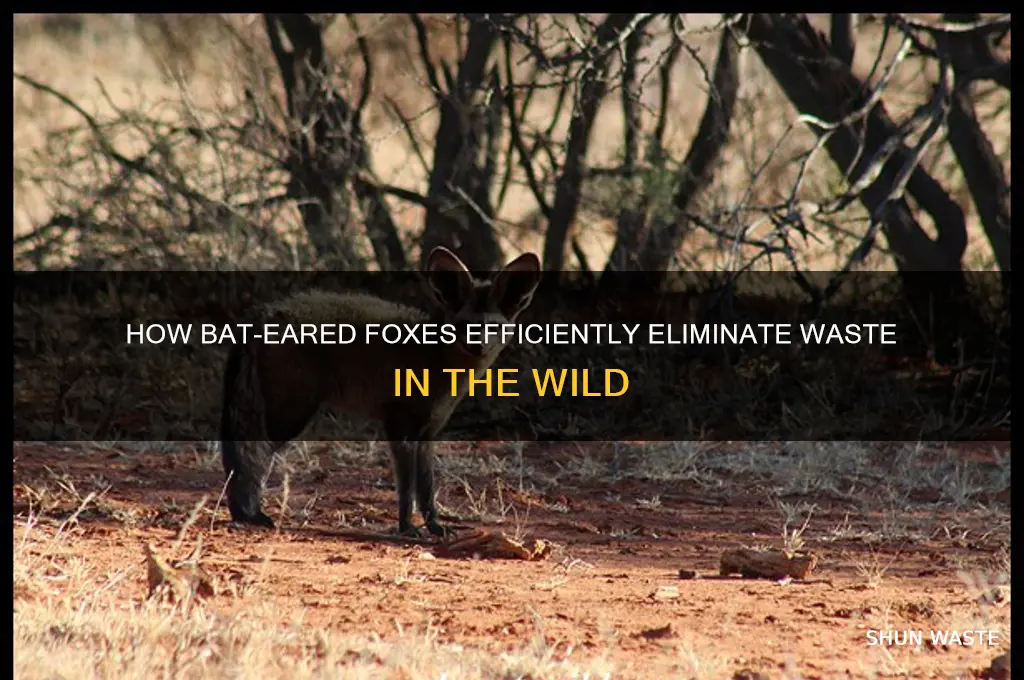 How Bat-Eared Foxes Efficiently Eliminate Waste In The Wild | ShunWaste