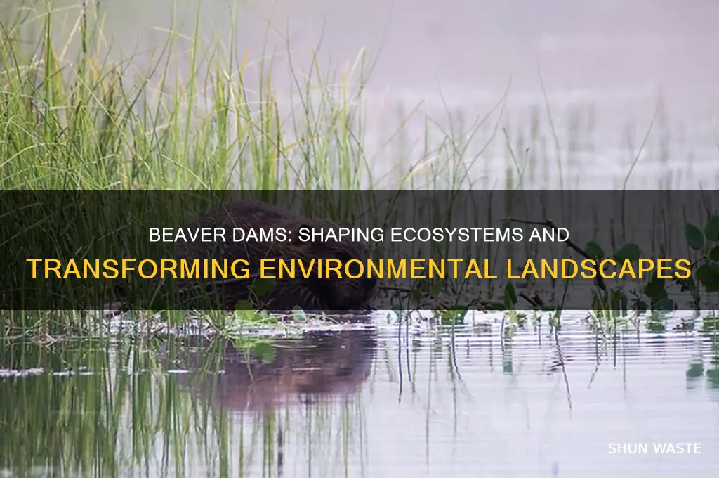 Beaver Dams: Shaping Ecosystems And Transforming Environmental ...