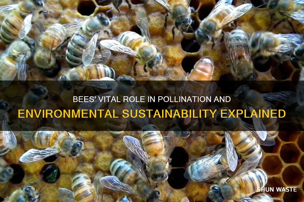 Bees' Vital Role In Pollination And Environmental Sustainability ...