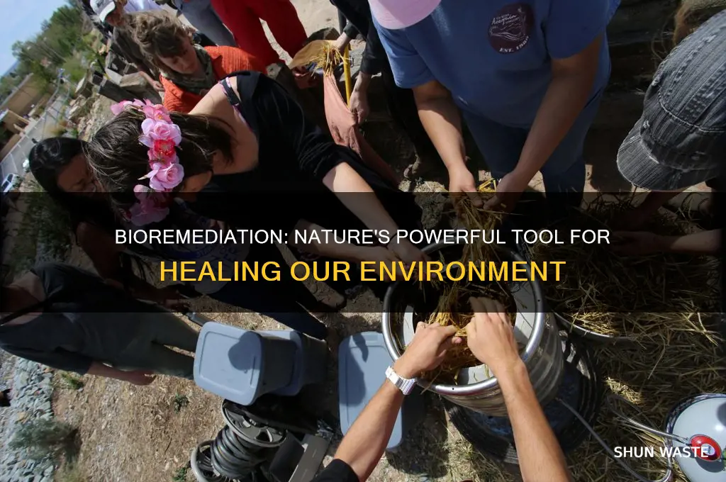 Bioremediation: Nature's Powerful Tool For Healing Our Environment ...