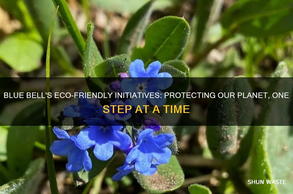 Blue Bell's Eco-Friendly Initiatives: Protecting Our Planet, One Step ...