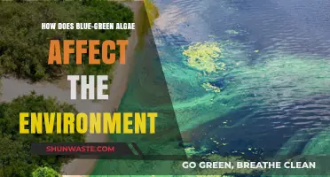 Biomass Power's Environmental Impact: Benefits, Challenges, And ...
