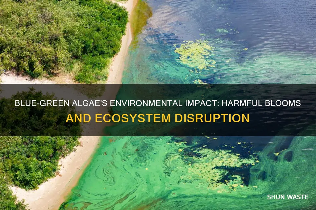 Blue-Green Algae's Environmental Impact: Harmful Blooms And Ecosystem ...