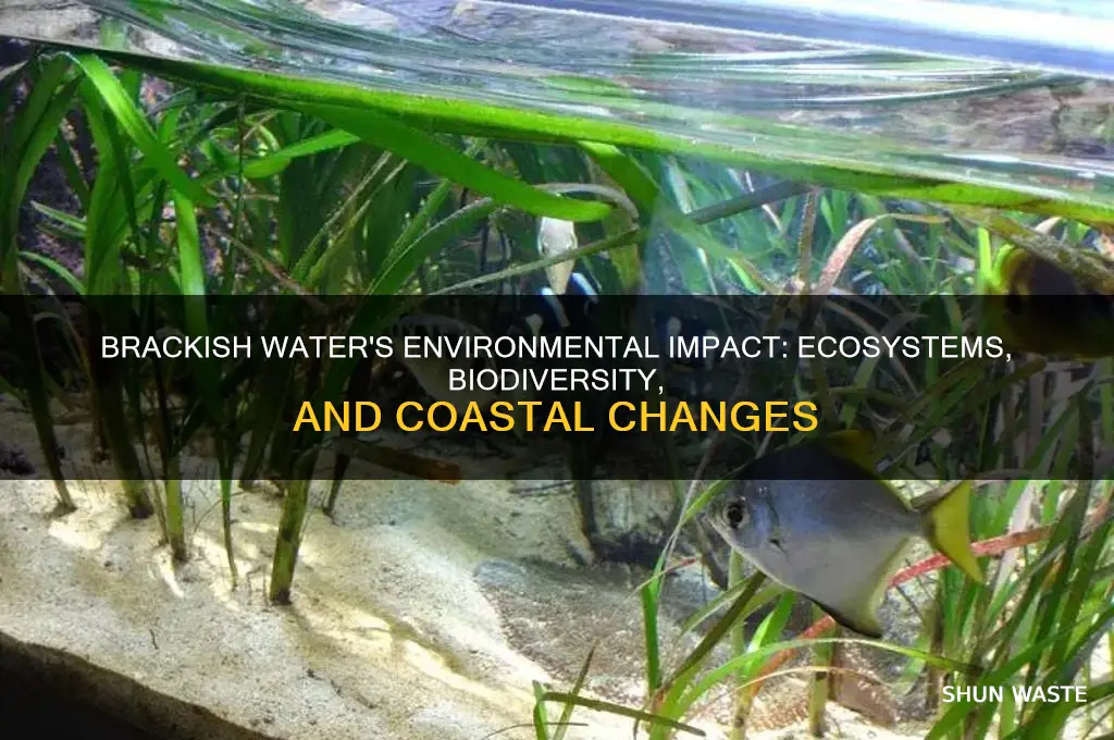 Brackish Water's Environmental Impact: Ecosystems, Biodiversity, And ...