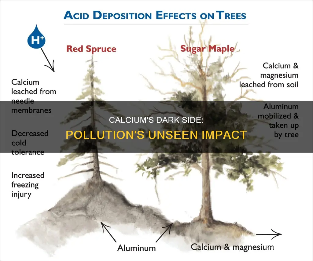 Calcium's Dark Side: Pollution's Unseen Impact | ShunWaste
