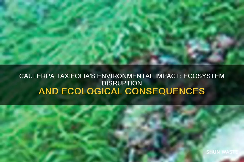 Caulerpa Taxifolia's Environmental Impact: Ecosystem Disruption And ...