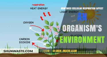 Carbon Dioxide Emissions: Environmental Impacts And Global Consequences ...