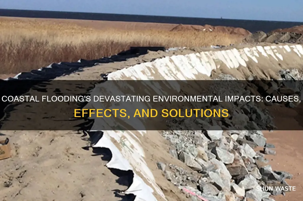 Coastal Flooding's Devastating Environmental Impacts: Causes, Effects ...