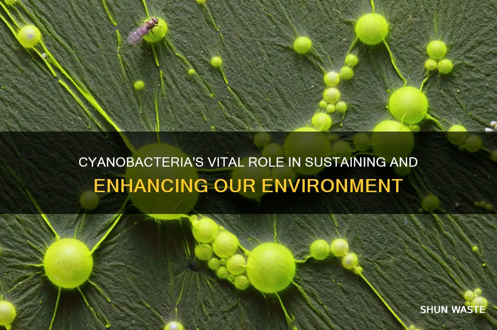 Cyanobacteria's Vital Role In Sustaining And Enhancing Our Environment ...