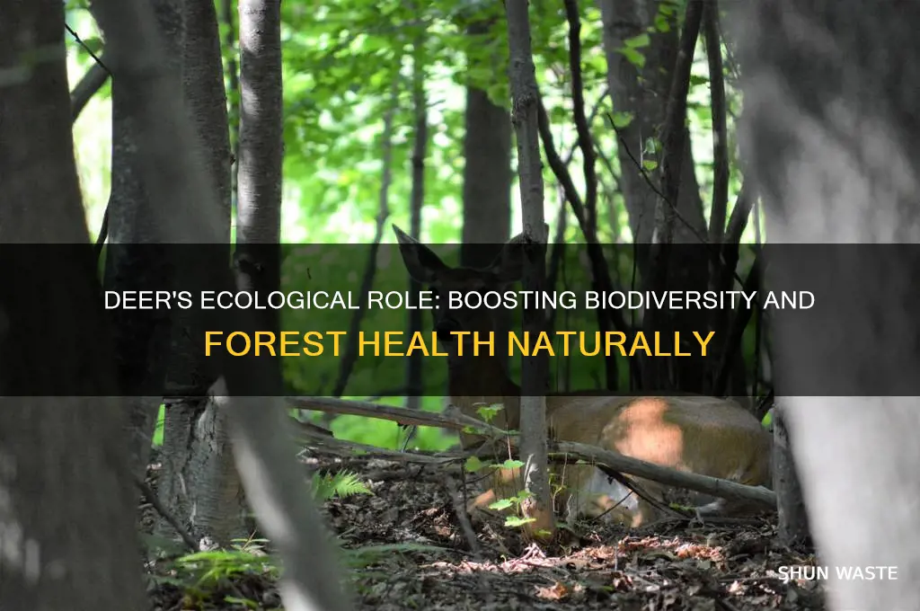 Deer's Ecological Role: Boosting Biodiversity And Forest Health ...