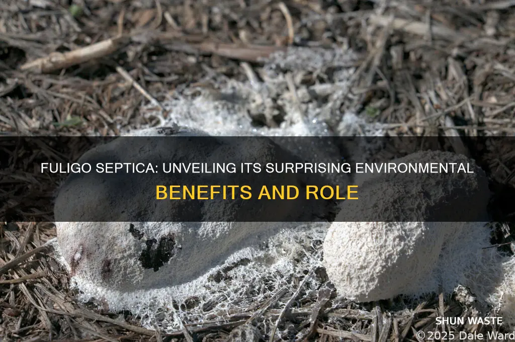 Fuligo Septica: Unveiling Its Surprising Environmental Benefits And ...
