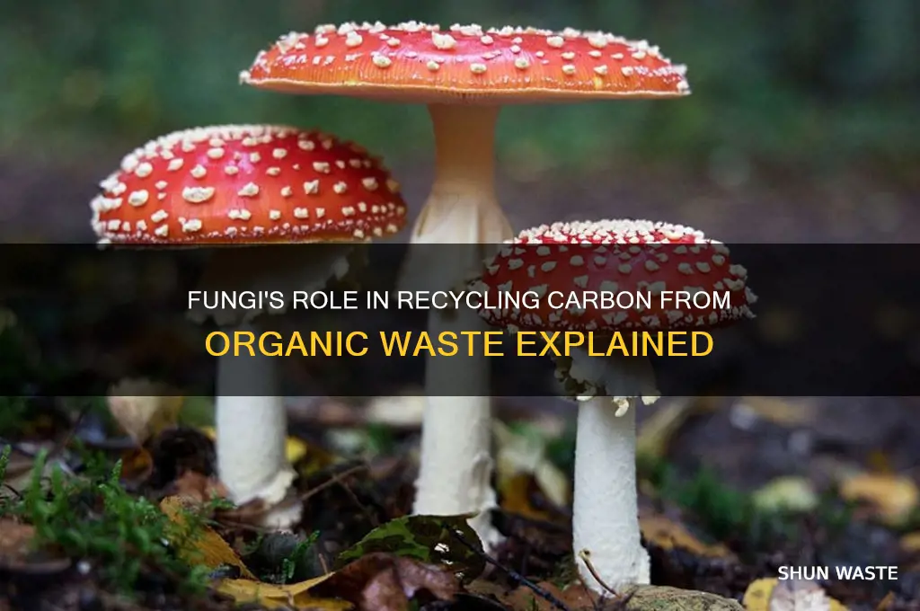 Fungi's Role In Recycling Carbon From Organic Waste Explained | ShunWaste