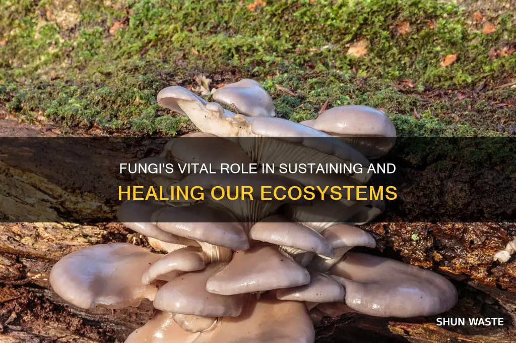 Fungi's Vital Role In Sustaining And Healing Our Ecosystems | ShunWaste