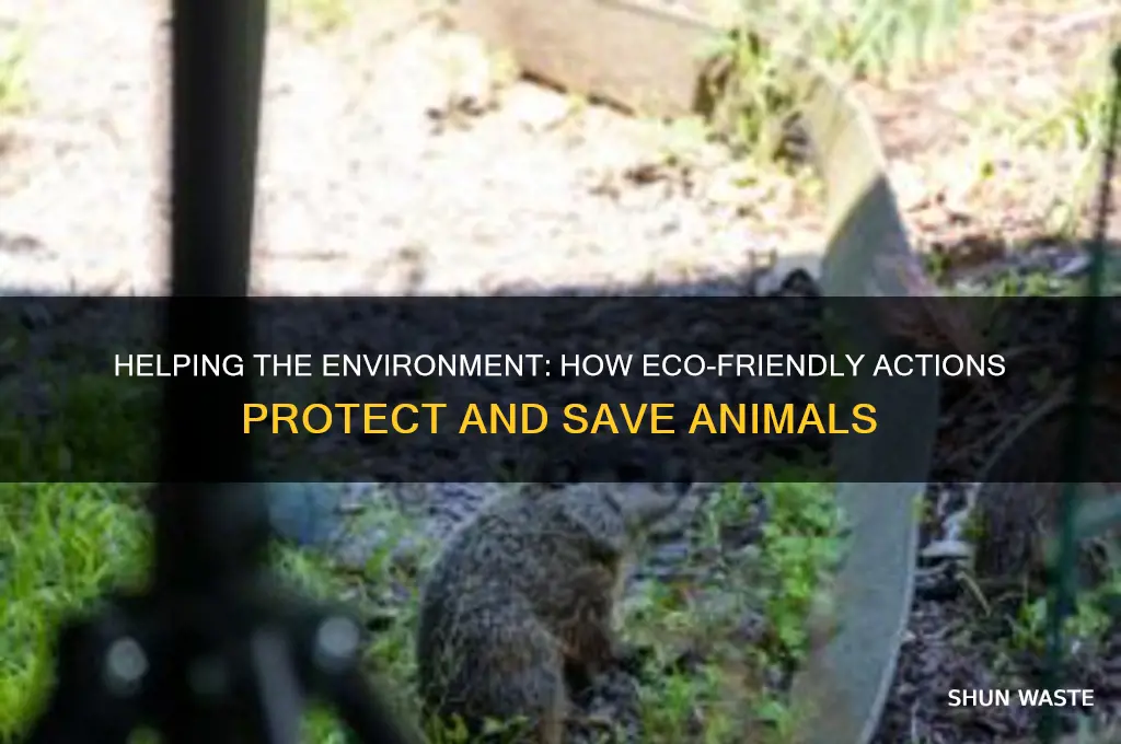 Helping The Environment: How Eco-Friendly Actions Protect And Save ...