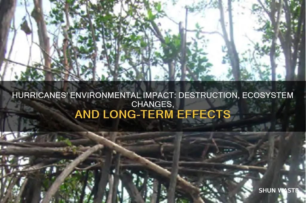 Hurricanes' Environmental Impact: Destruction, Ecosystem Changes, And ...