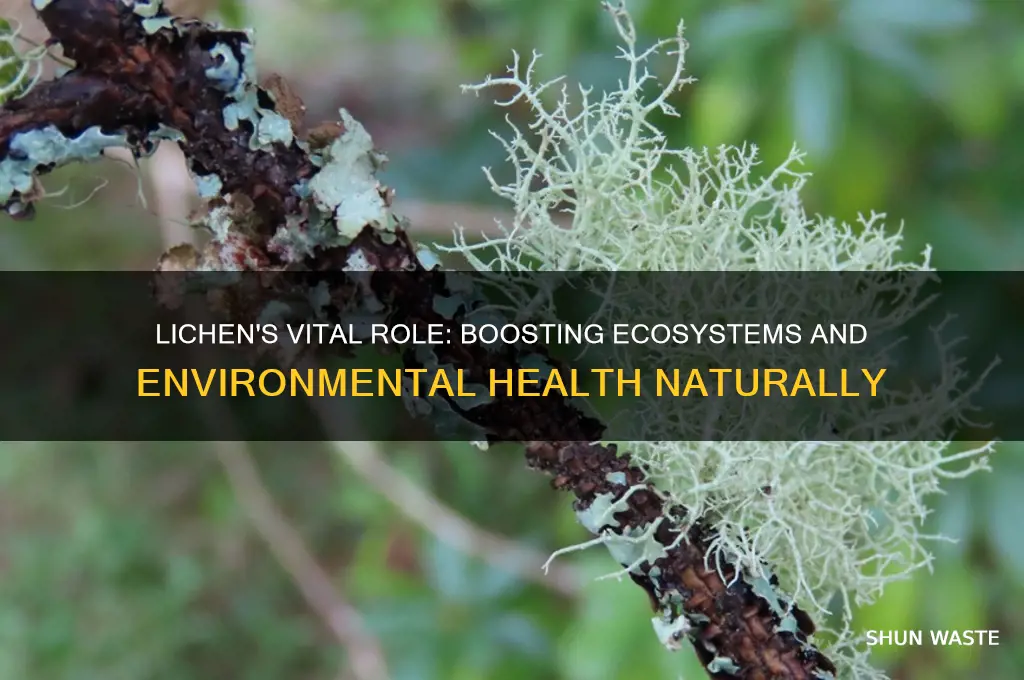 Lichen's Vital Role: Boosting Ecosystems And Environmental Health ...