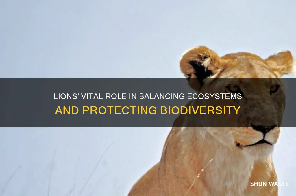 Lions' Vital Role In Balancing Ecosystems And Protecting Biodiversity ...