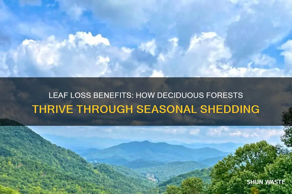 Leaf Loss Benefits: How Deciduous Forests Thrive Through Seasonal ...