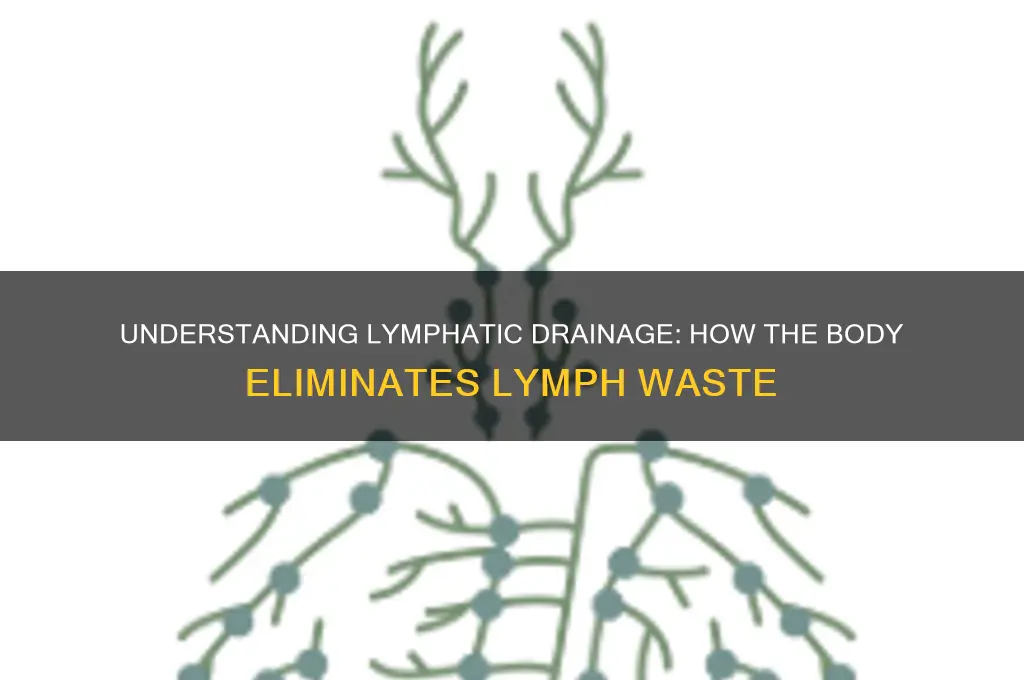 Understanding Lymphatic Drainage: How The Body Eliminates Lymph Waste ...