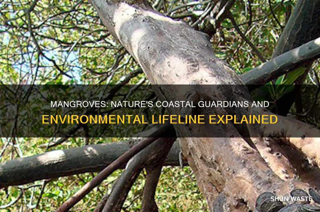 Mangroves: Nature's Coastal Guardians And Environmental Lifeline ...