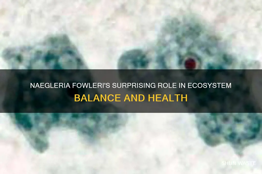 Naegleria Fowleri's Surprising Role In Ecosystem Balance And Health ...