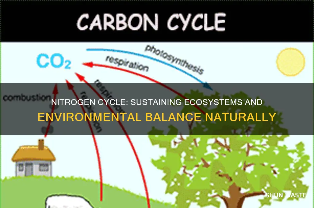 Nitrogen Cycle: Sustaining Ecosystems And Environmental Balance ...