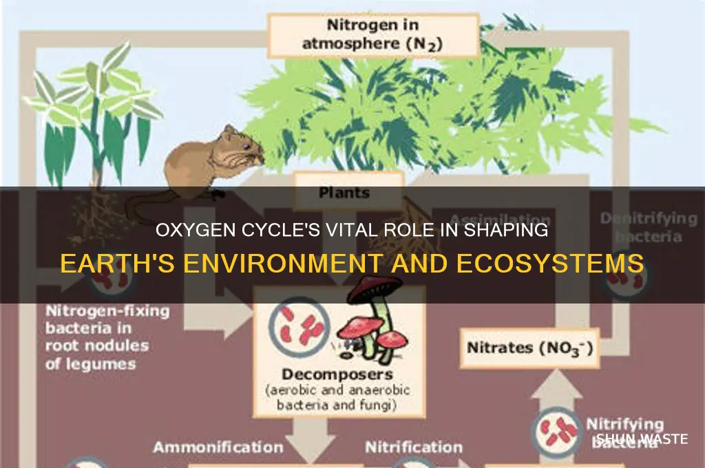 Oxygen Cycle's Vital Role In Shaping Earth's Environment And Ecosystems ...
