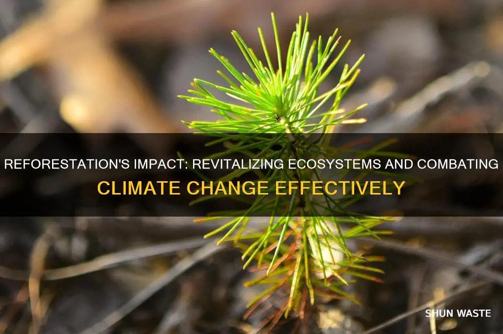 Reforestation's Impact: Revitalizing Ecosystems And Combating Climate ...