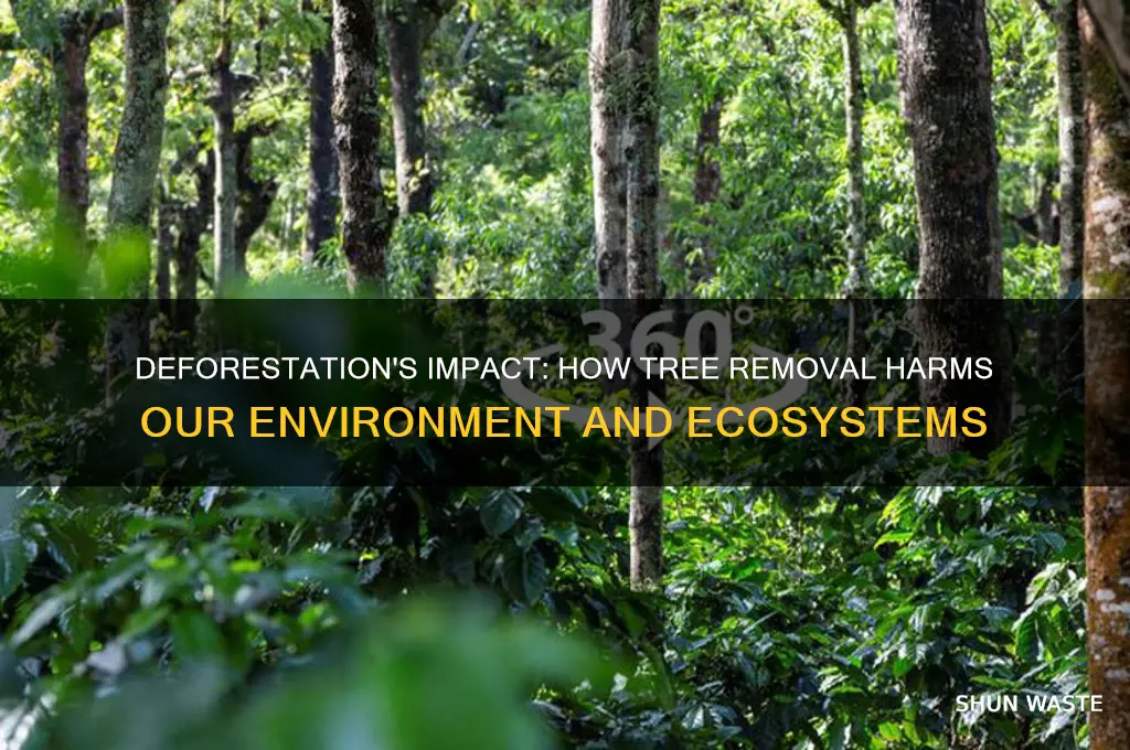 Deforestation's Impact: How Tree Removal Harms Our Environment And ...
